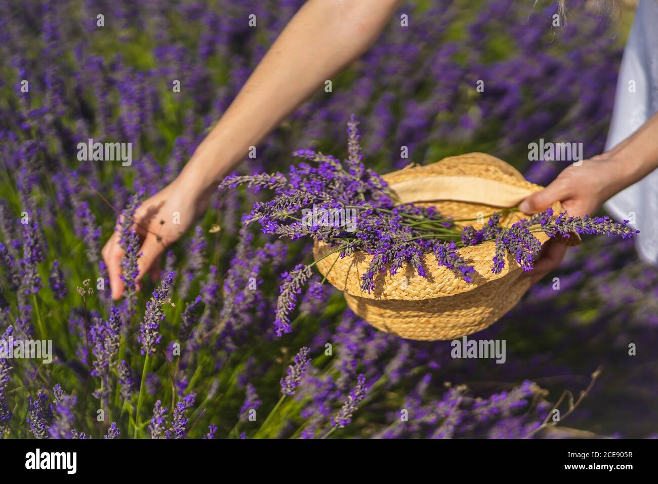 Female collecting lavender flowers from the field and putting them in ...
