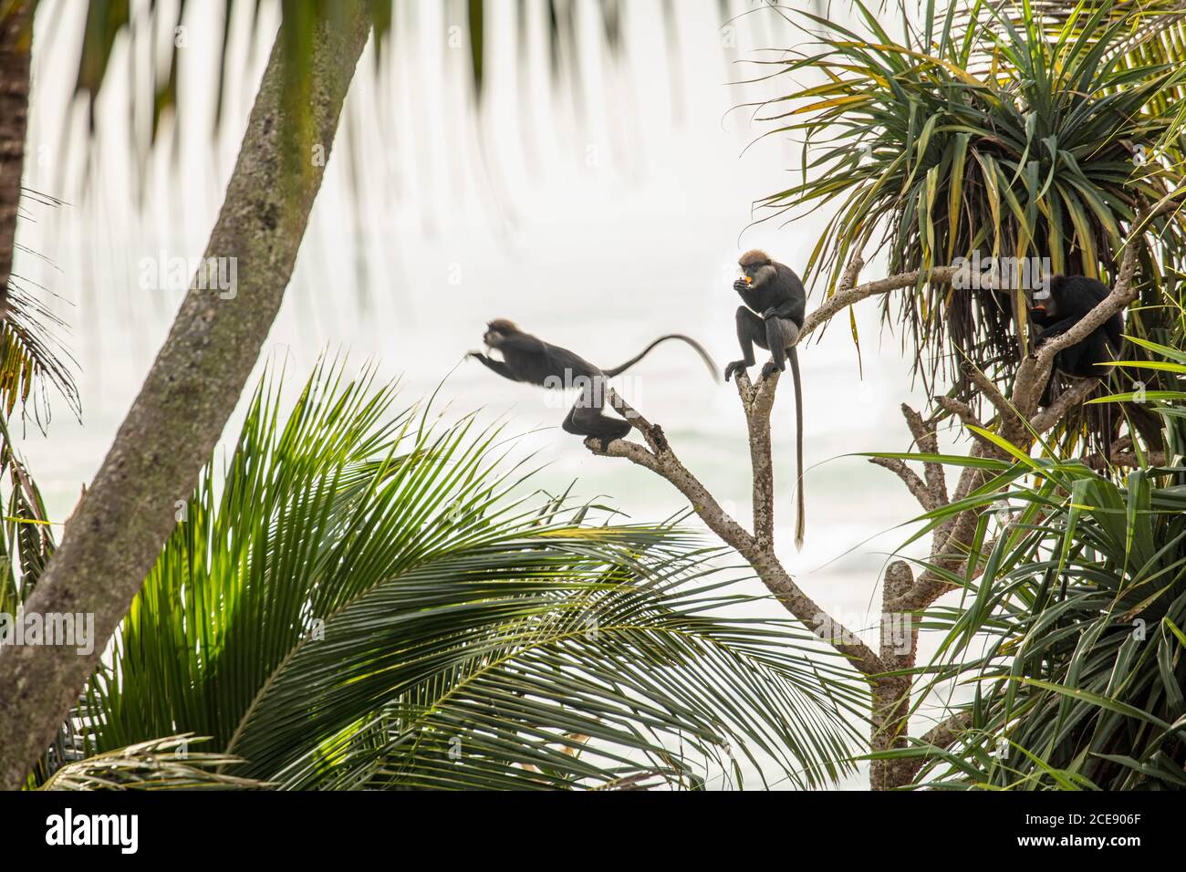 Purple faced langurs hi-res stock photography and images - Alamy