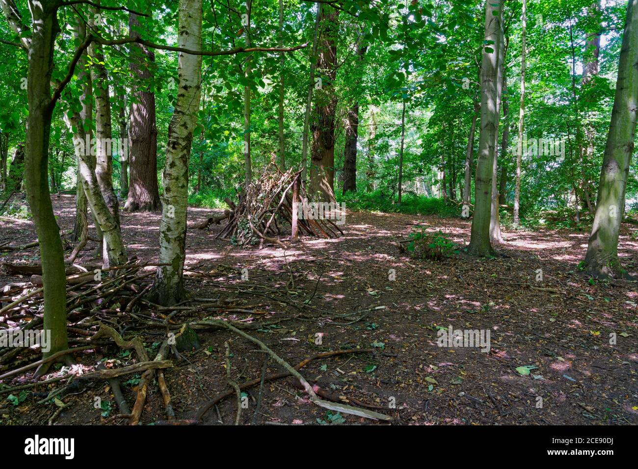 An old den made of branches and twigs in a woodland clearing on a ...