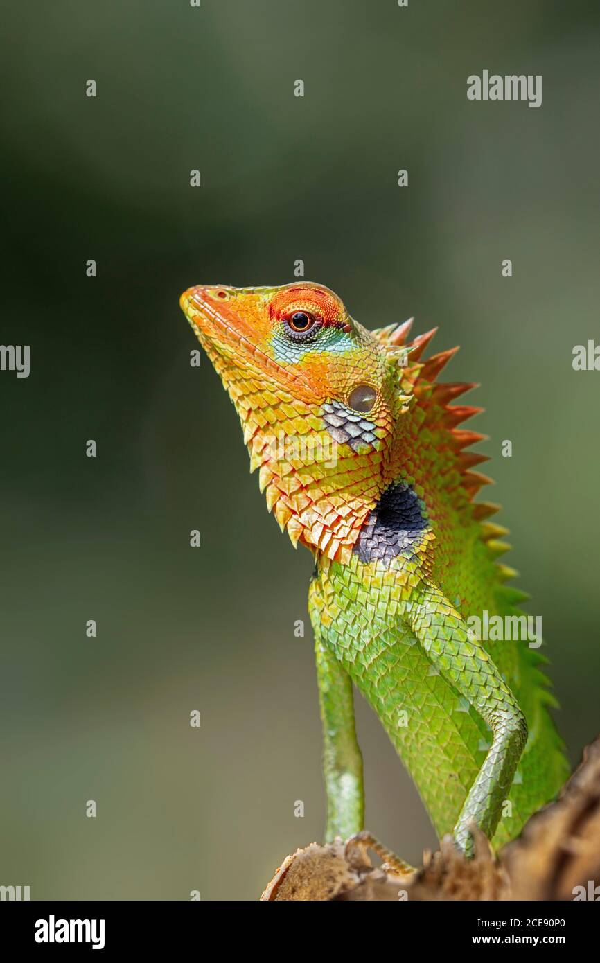 Sri Lanka, Waduwa, Life Ayurveda Resort, Village tour excursion. Common ...