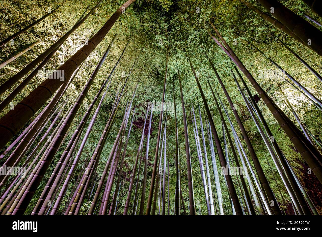 Bamboo forest in Kyoto at night Stock Photo - Alamy