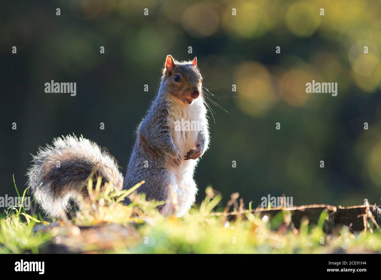 A Grey Squirrel stood up on its hind legs Stock Photo - Alamy