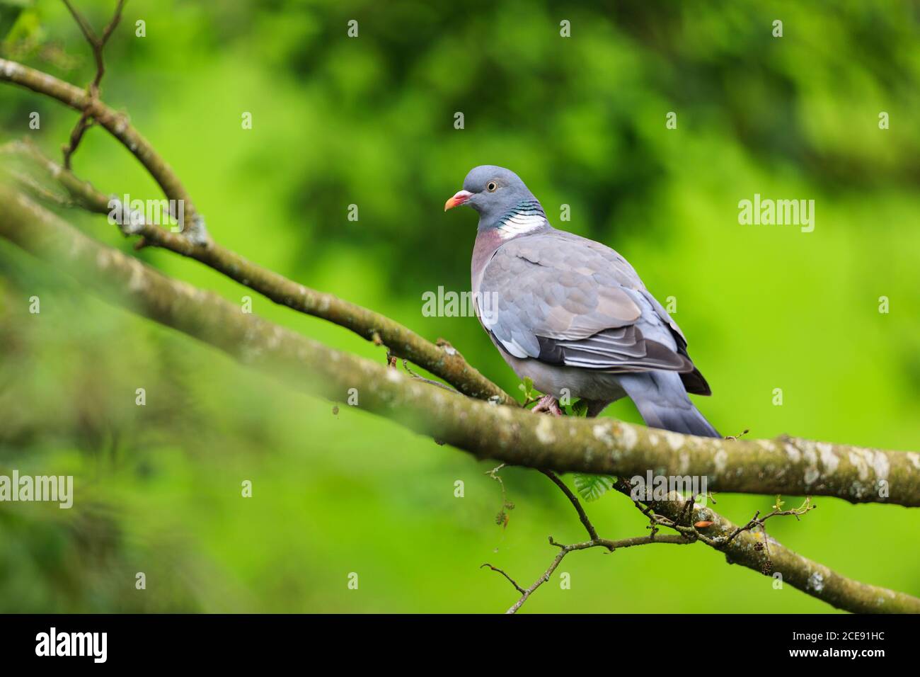 Wood pigeon on branch tree hi-res stock photography and images - Alamy