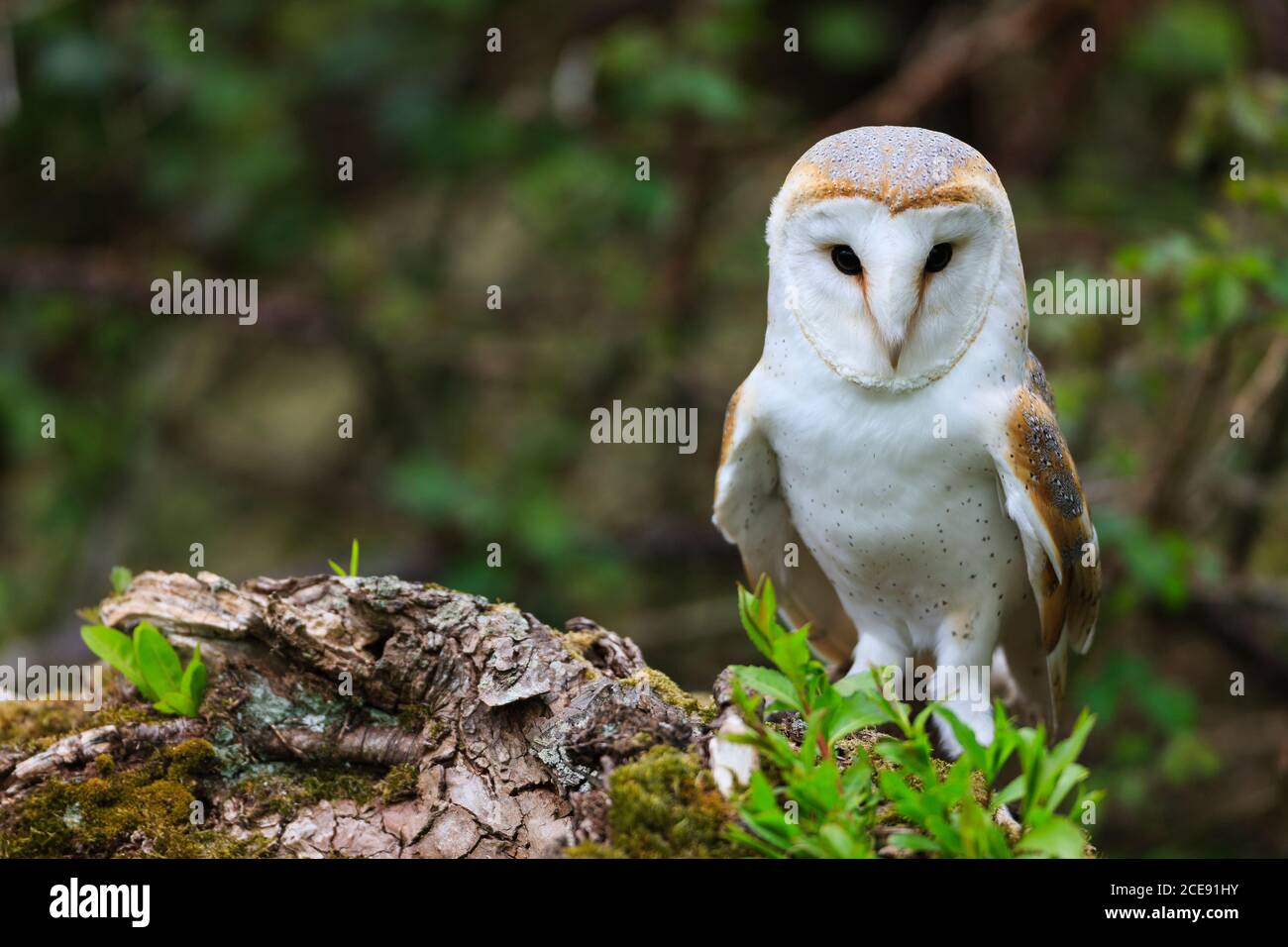 Old fallen trunk hi-res stock photography and images - Alamy