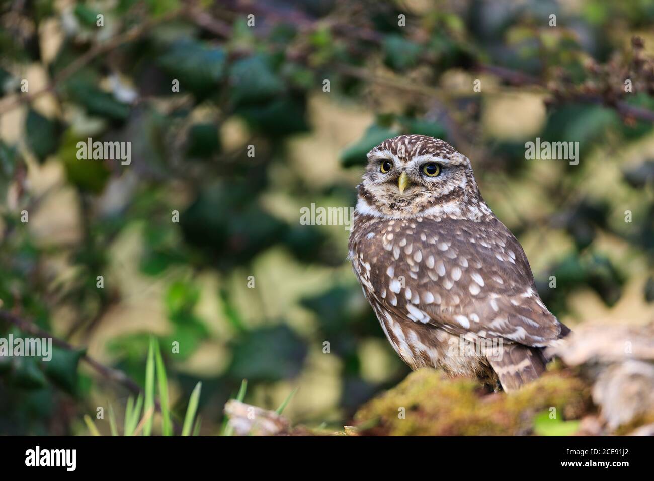 Moss covered tree hi-res stock photography and images - Alamy