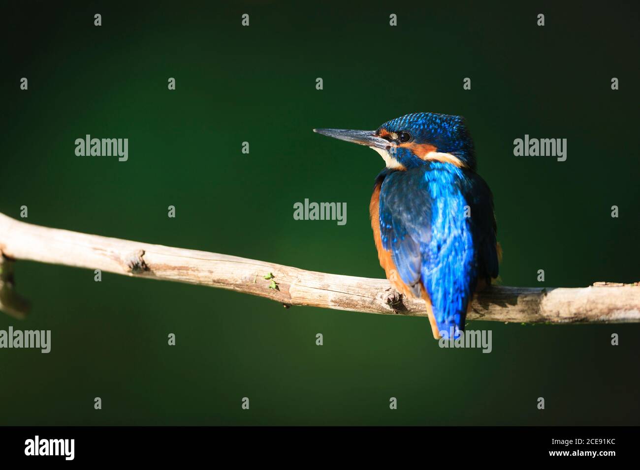 Riverside branch hi-res stock photography and images - Alamy