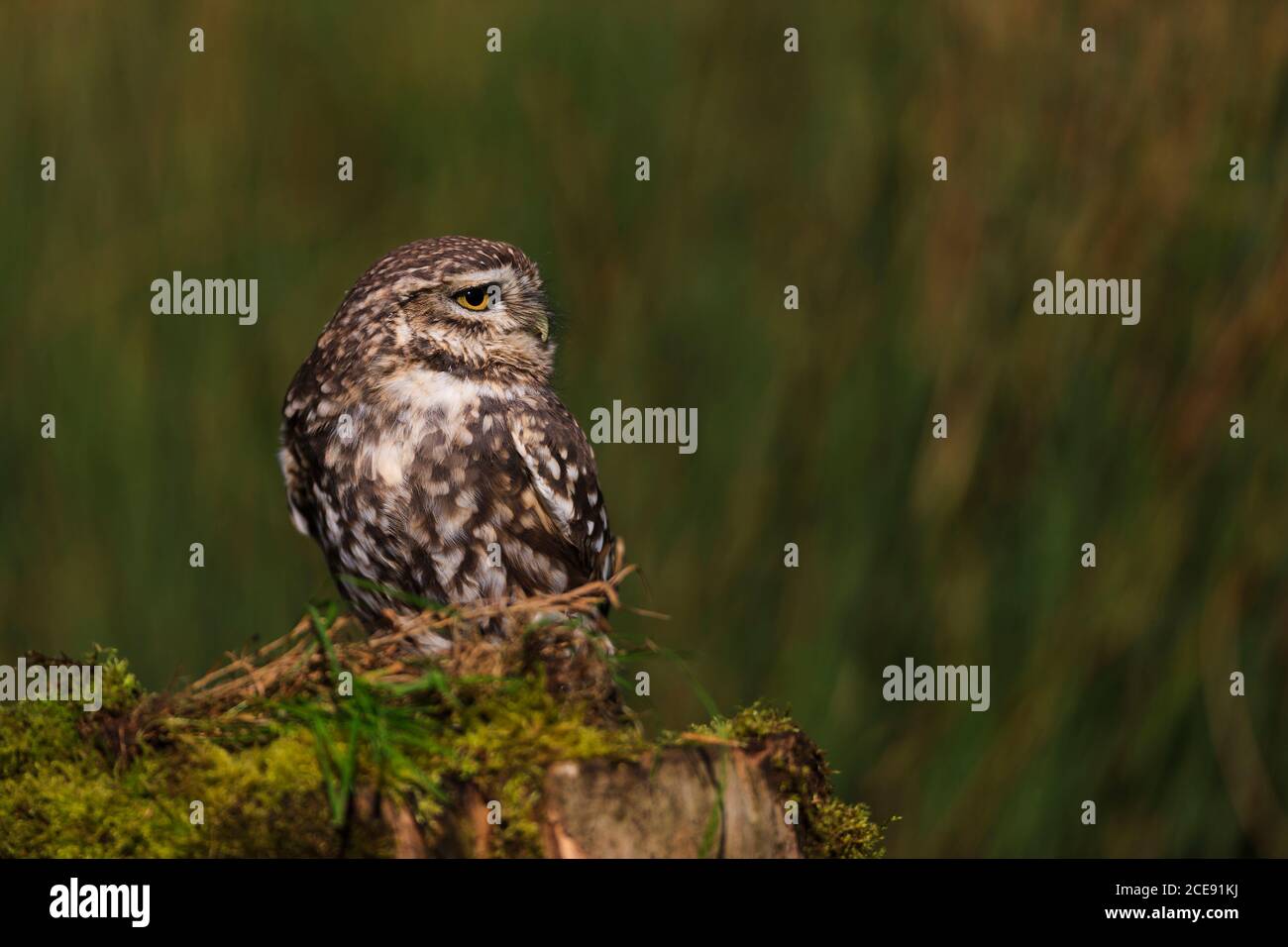 A Little Owl on a moss covered tree branch Stock Photo - Alamy