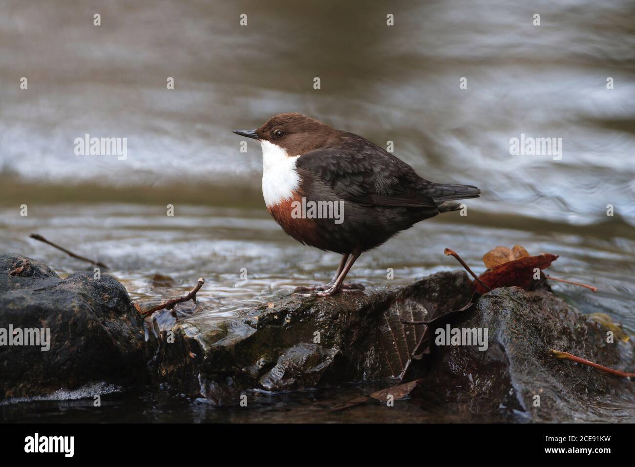 A Dipper on rocks on the river bed Stock Photo - Alamy