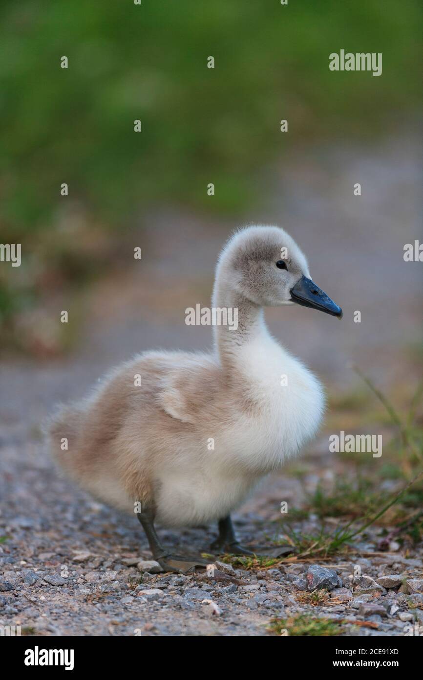 Cygnet mute swan hi-res stock photography and images - Alamy