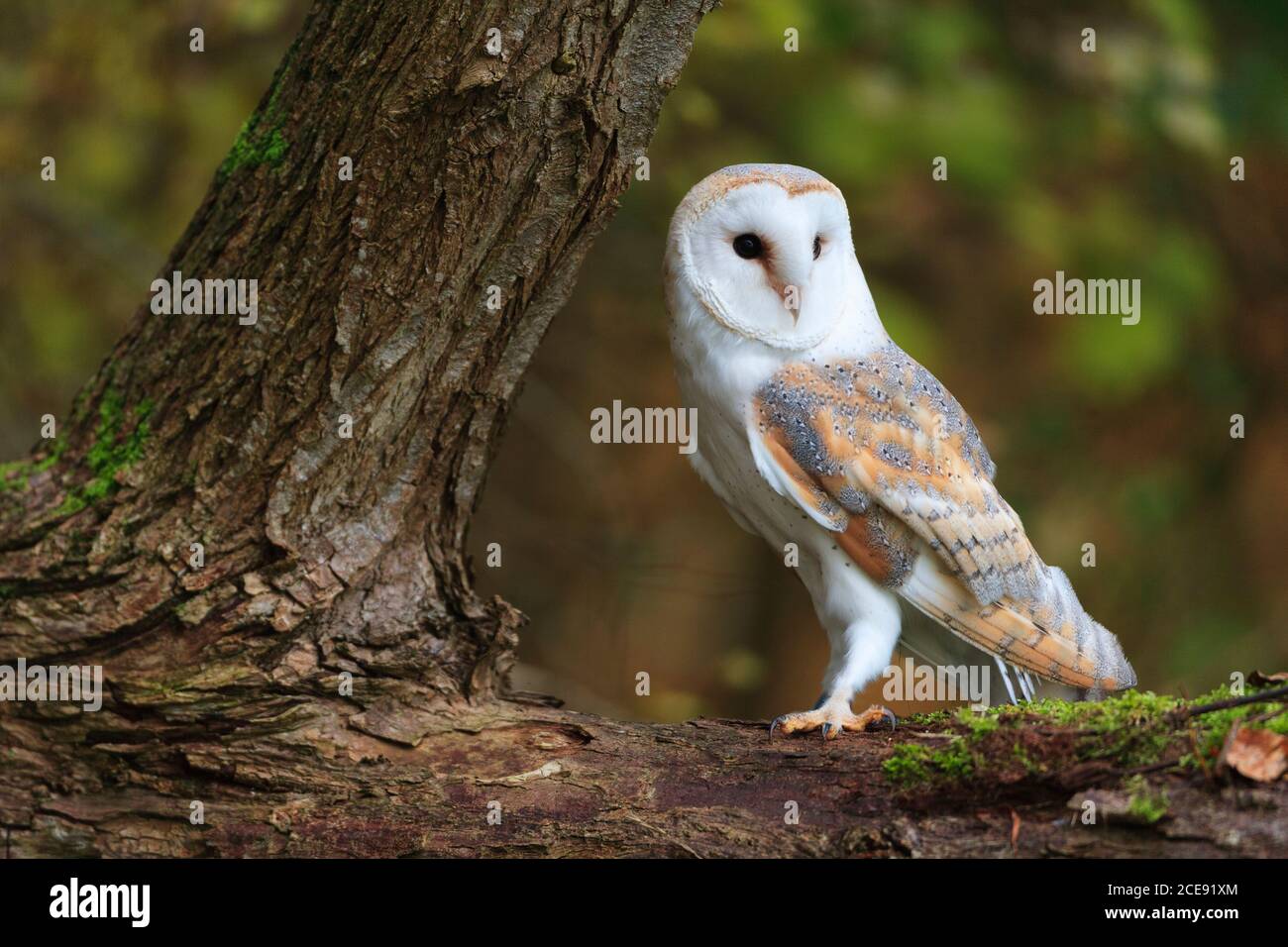 Is a very large owl hi-res stock photography and images - Alamy