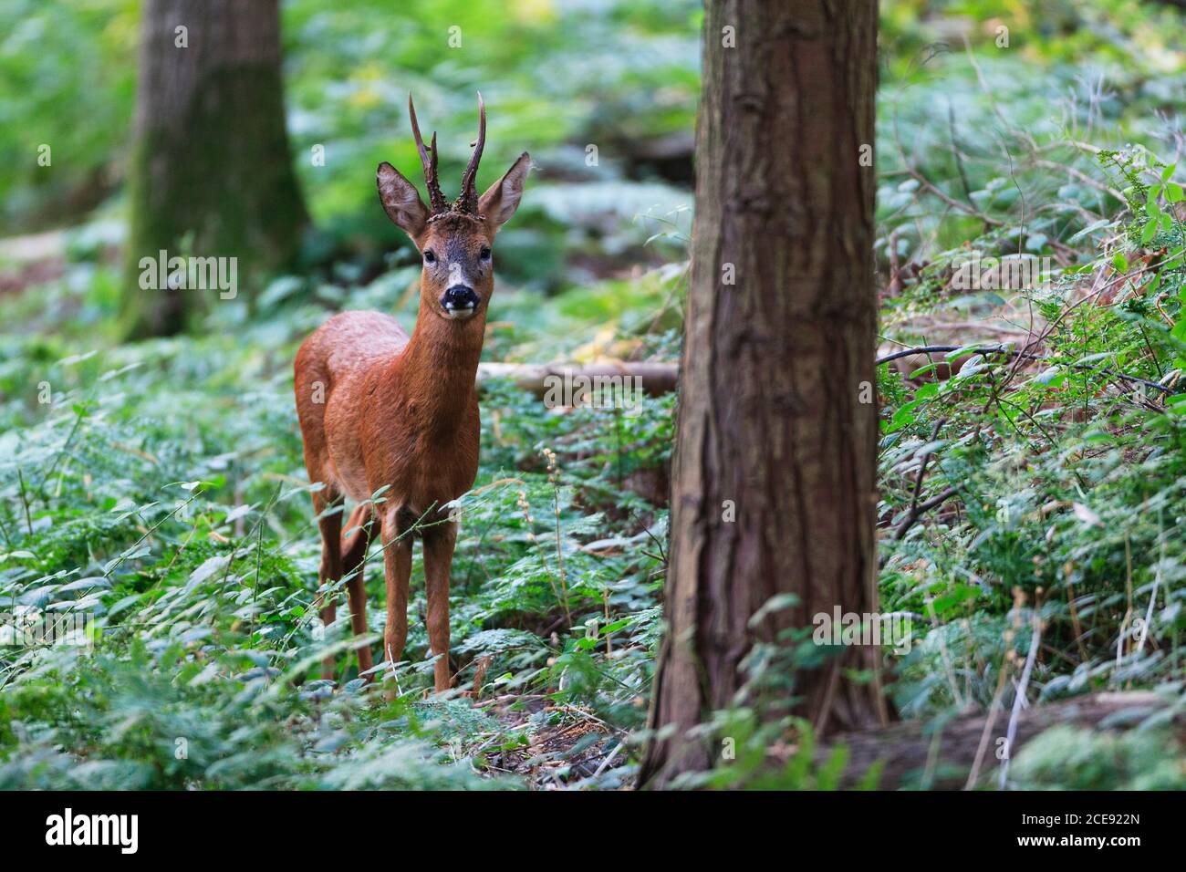 Roe deer woodland hi-res stock photography and images - Alamy