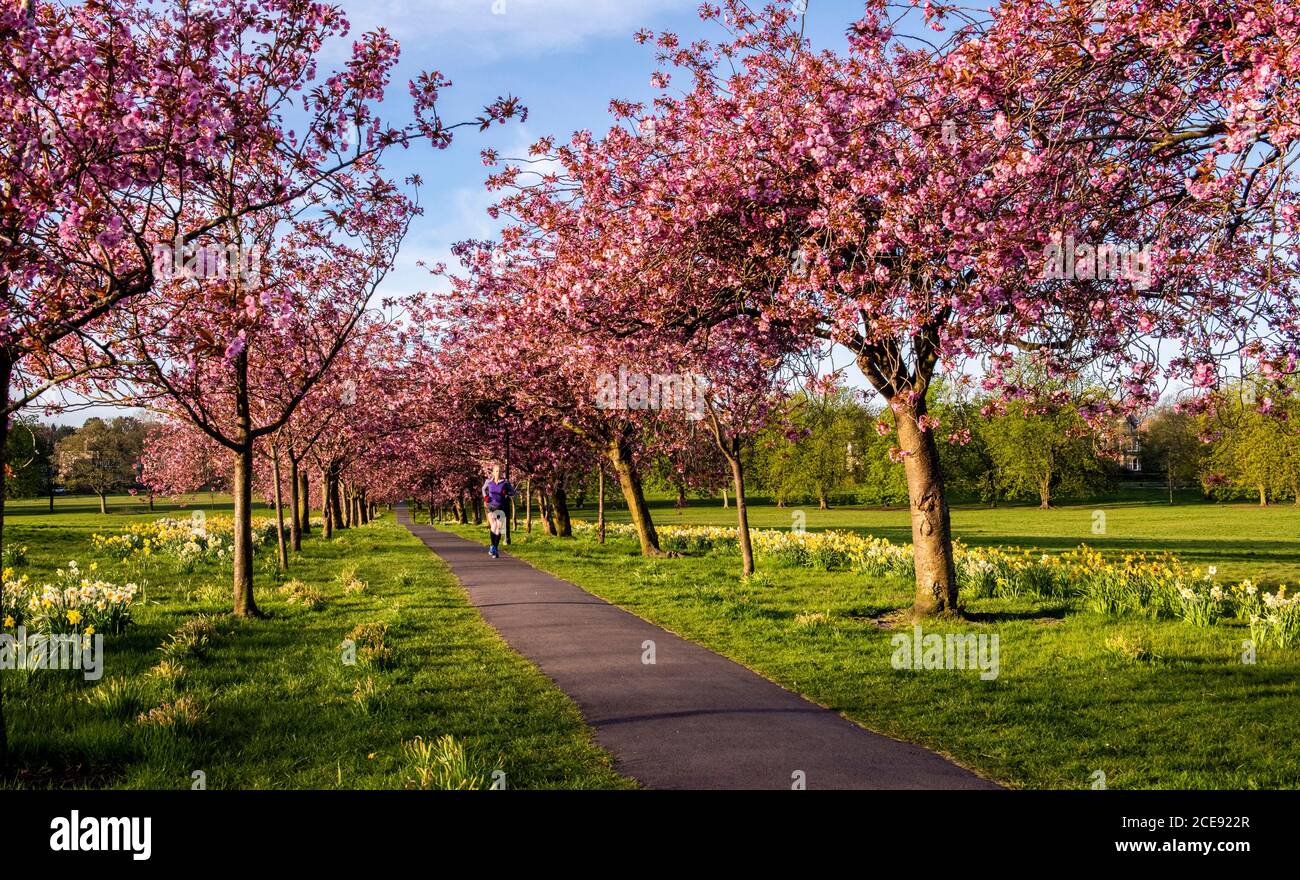 The cherry blossom is in full bloom in the Stray Park in the centre of ...