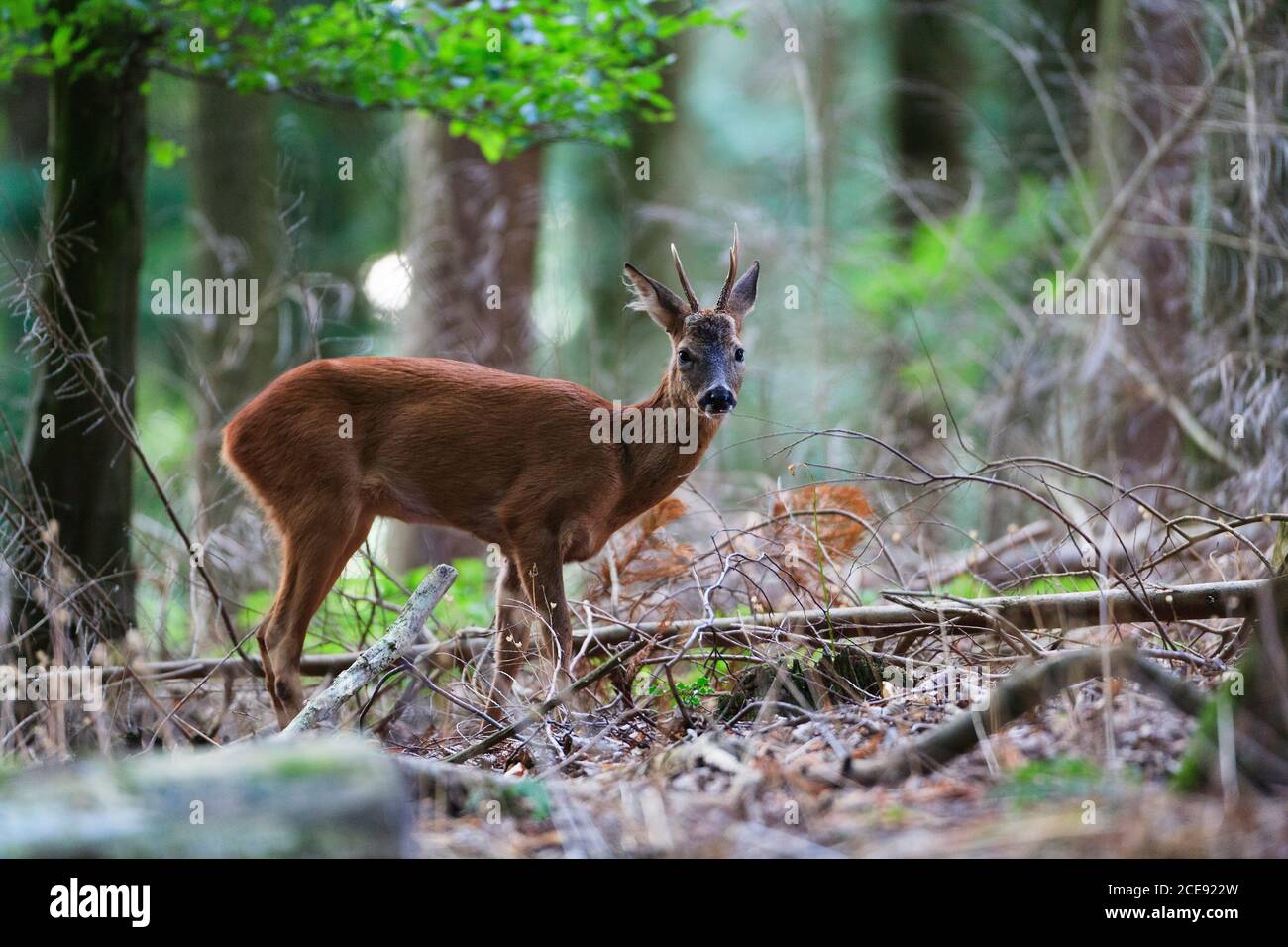 Roe deer woodland hi-res stock photography and images - Alamy