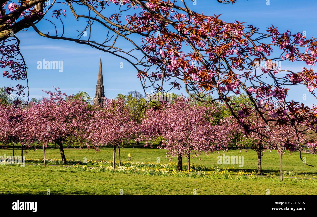 The cherry blossom is in full bloom in the Stray Park in the centre of ...