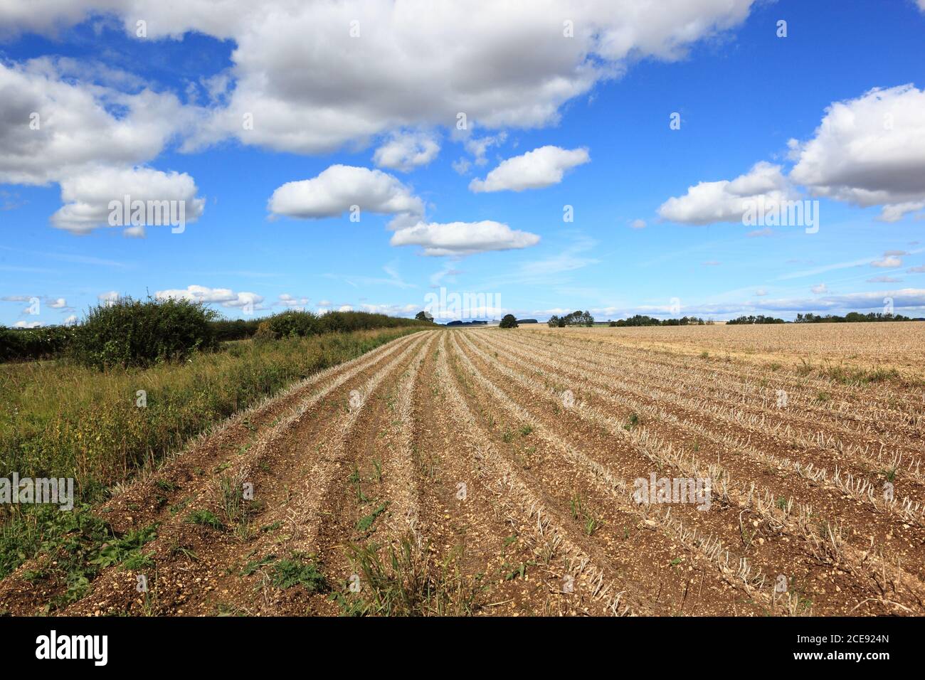 English farmland with a field of potatoes ready to harvest in late ...