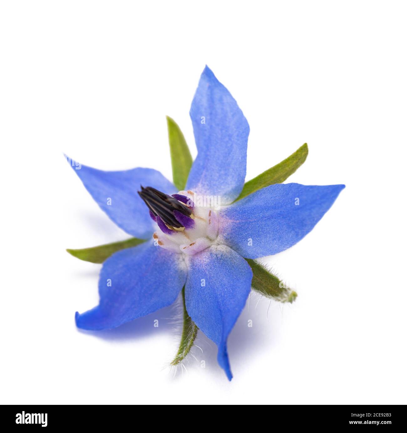 Borage flower (Borago officinalis) isolated on white background Stock ...