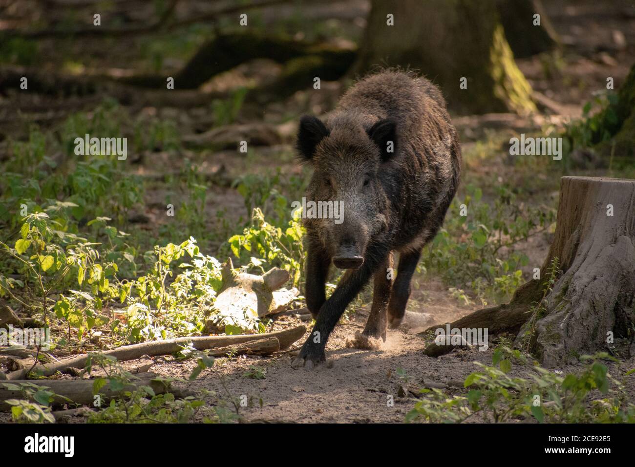 Black boar hi-res stock photography and images - Alamy
