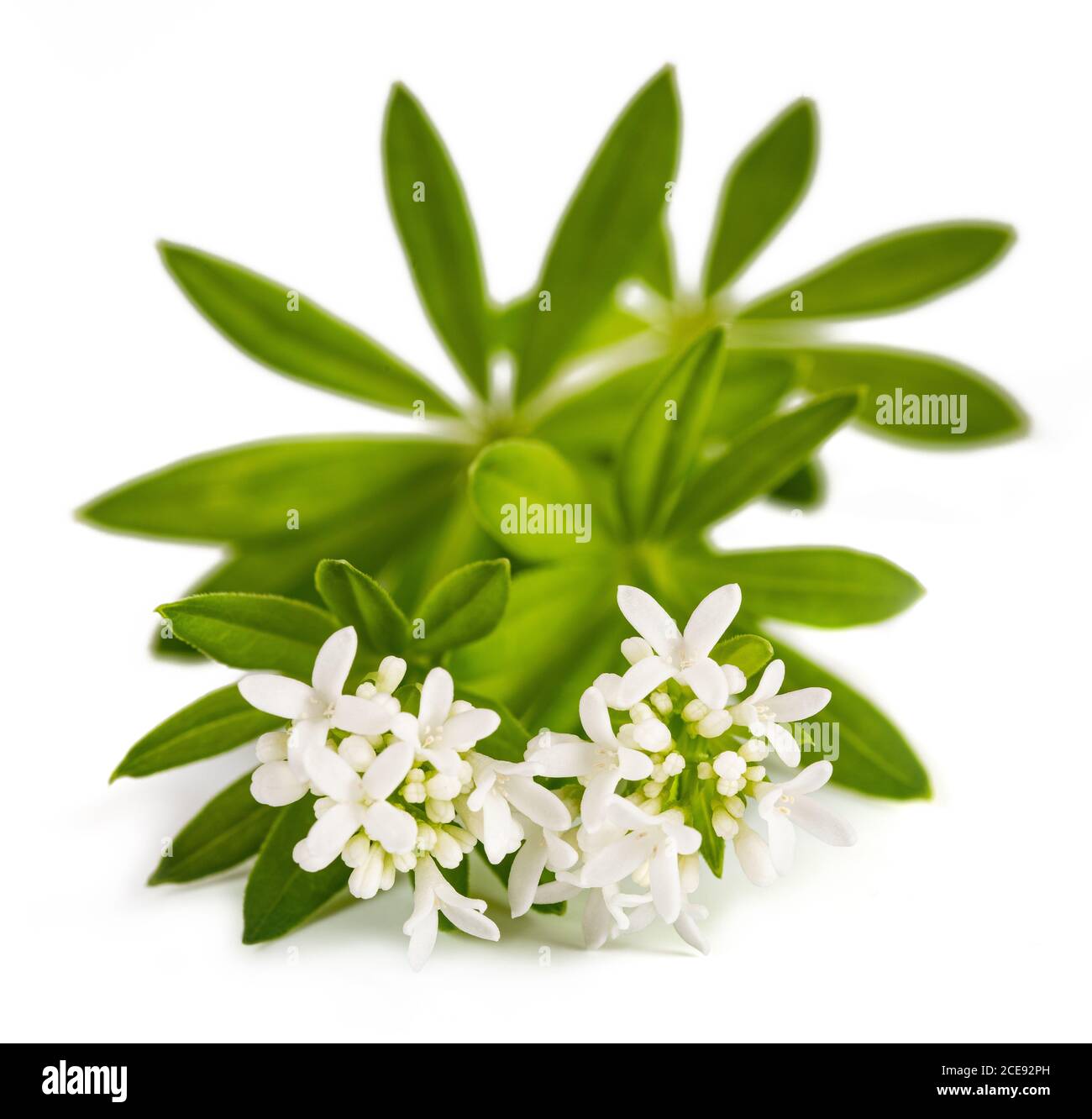 Sweet woodruff flowers isolated on white background Stock Photo - Alamy