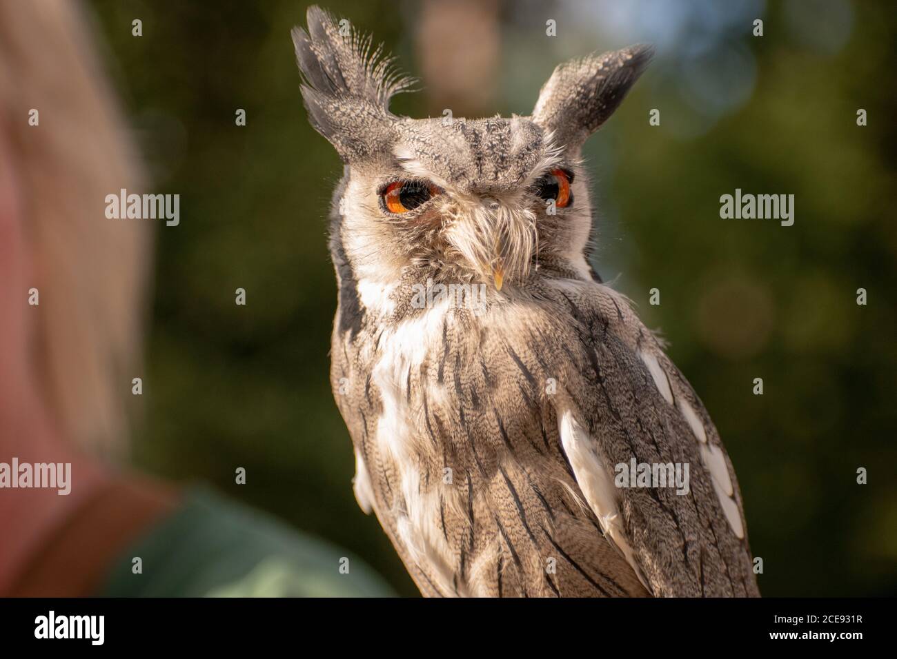 Selective focus shot of a fluffy cute long-eared owl with bright orange ...