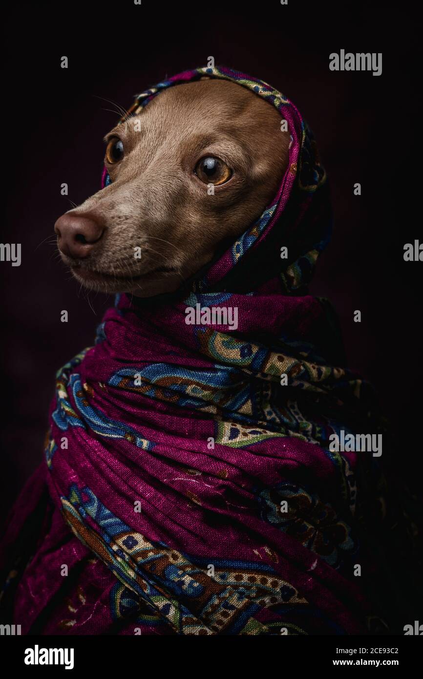 Italian Greyhound dog with Arabian Hijab. In studio with dark ...