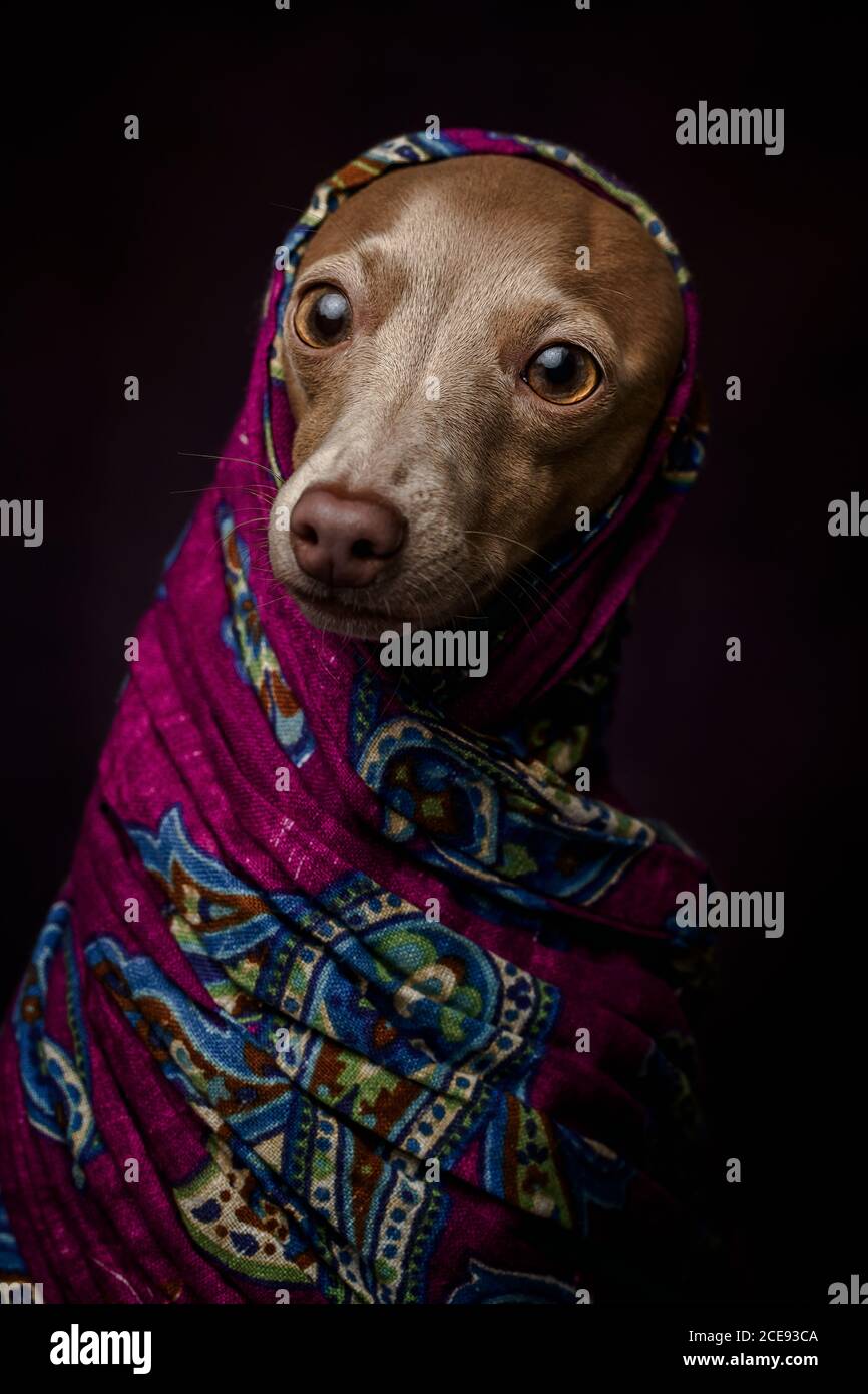 Italian Greyhound dog with Arabian Hijab. In studio with dark ...