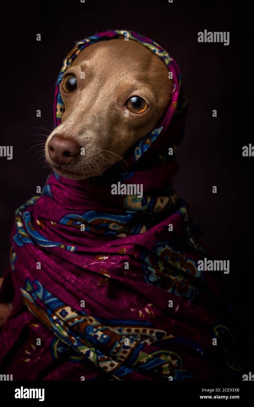 Italian Greyhound dog with Arabian Hijab. In studio with dark ...
