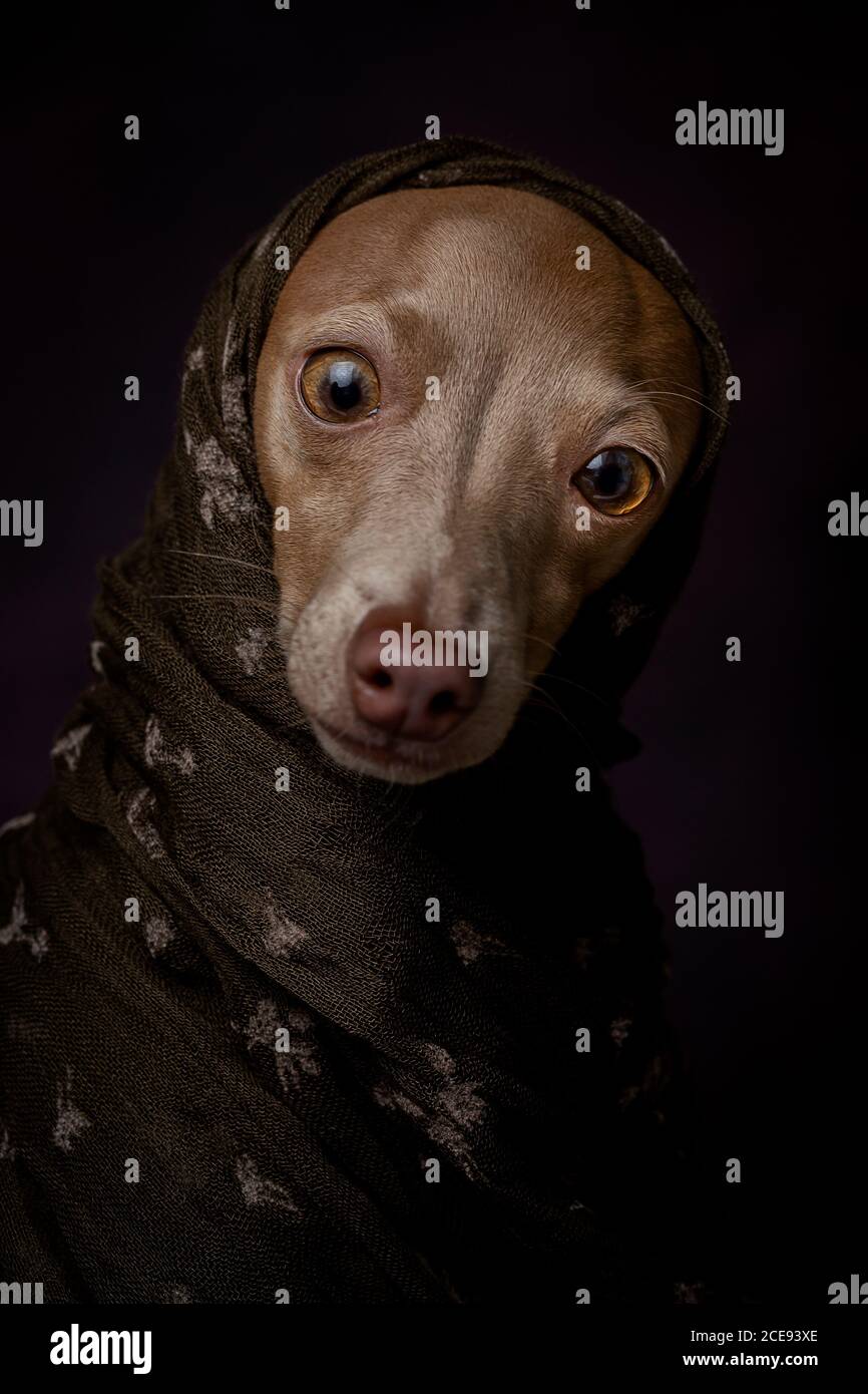 Italian Greyhound dog with Arabian Hijab. In studio with dark ...