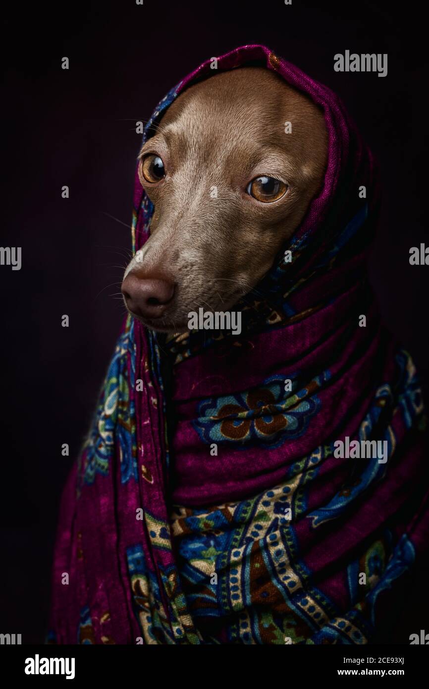 Italian Greyhound dog with Arabian Hijab. In studio with dark ...