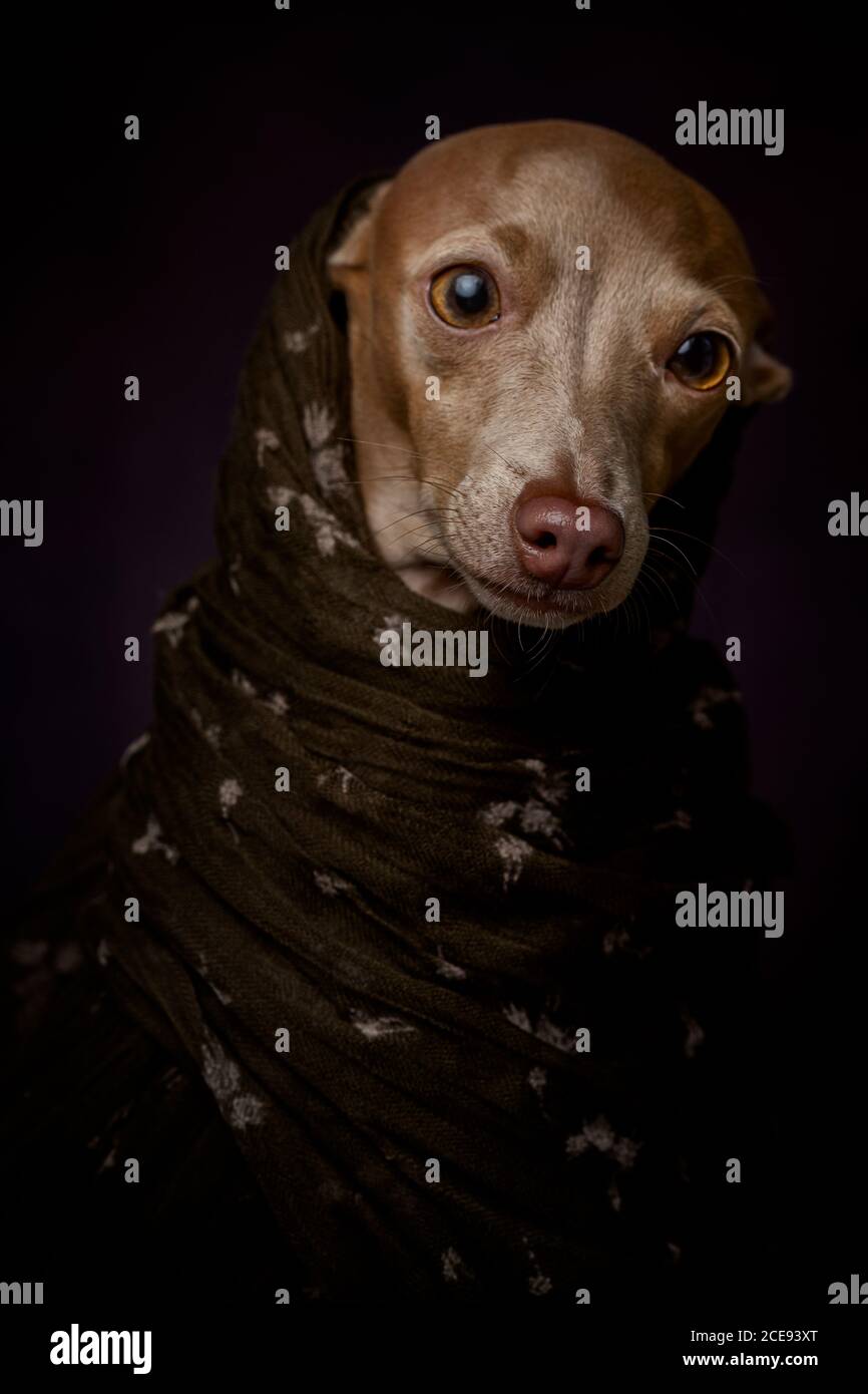Italian Greyhound dog with Arabian Hijab. In studio with dark ...