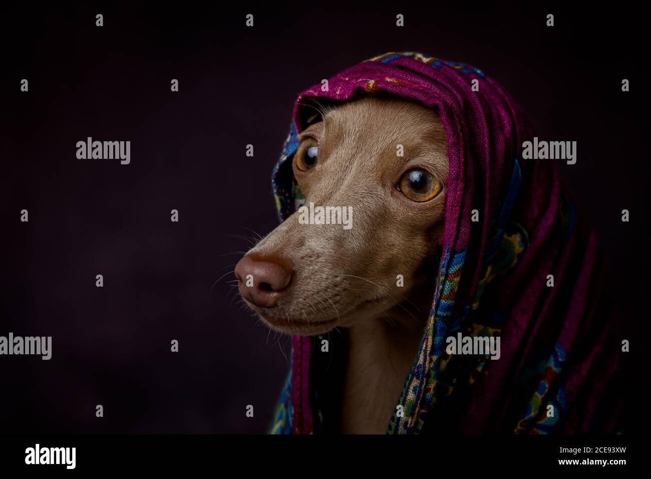 Italian Greyhound dog with Arabian Hijab. In studio with dark ...