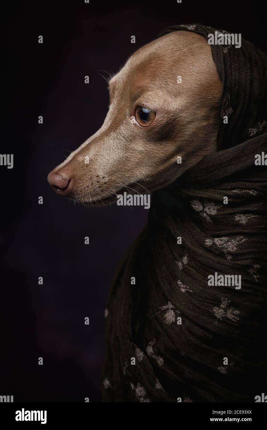 Italian Greyhound dog with Arabian Hijab. In studio with dark ...
