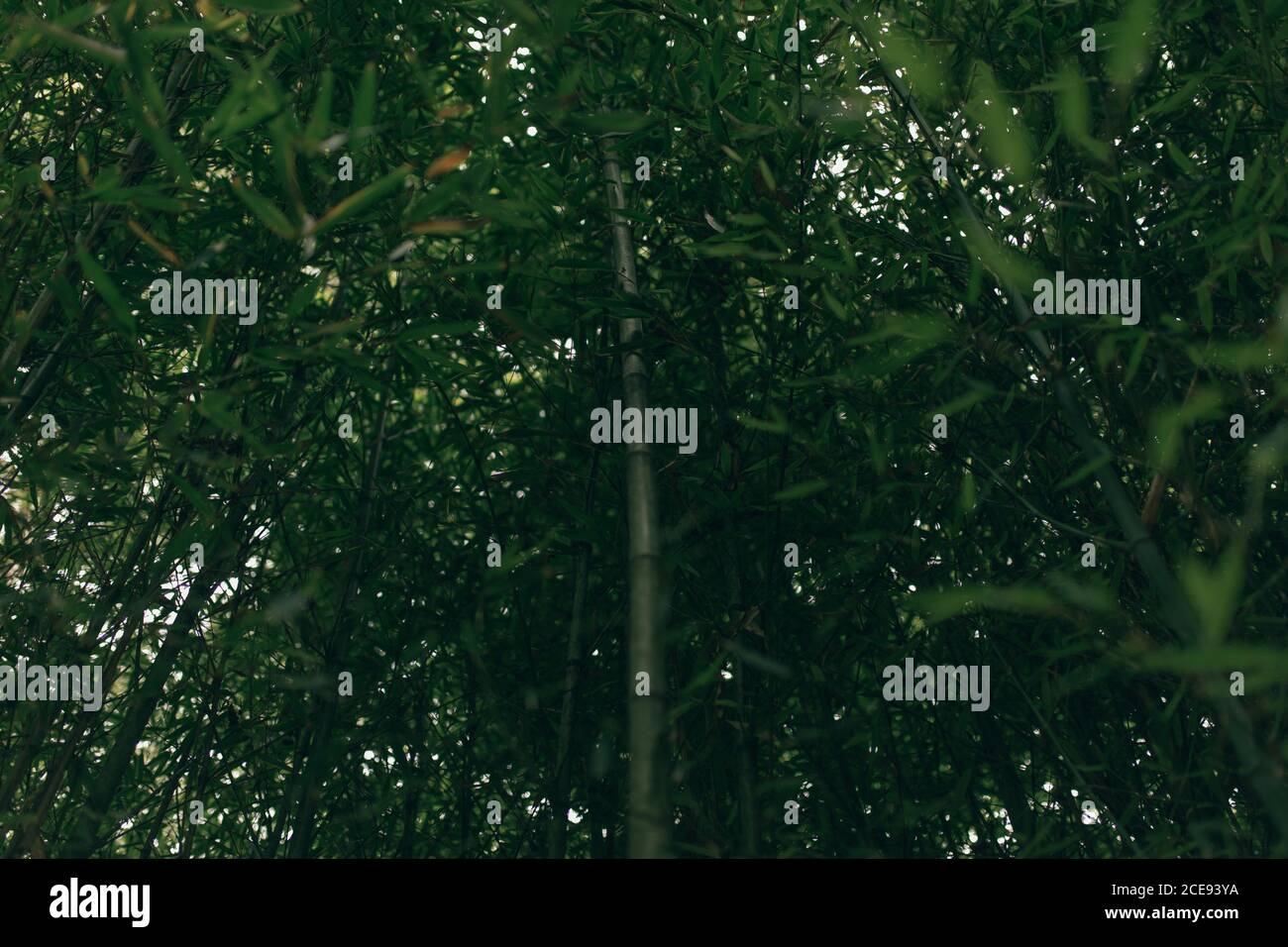 High green trees hi-res stock photography and images - Alamy