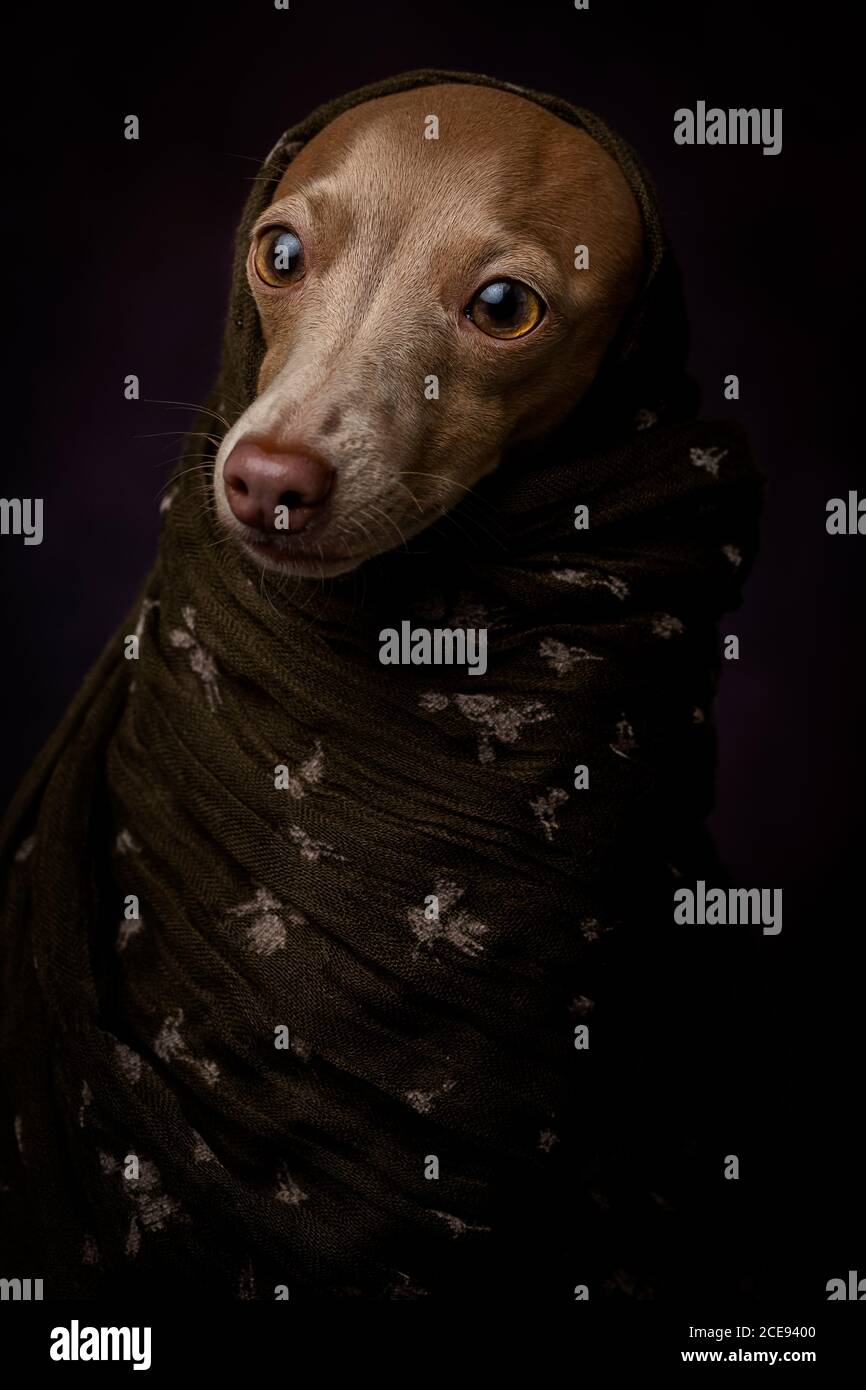 Italian Greyhound dog with Arabian Hijab. In studio with dark ...