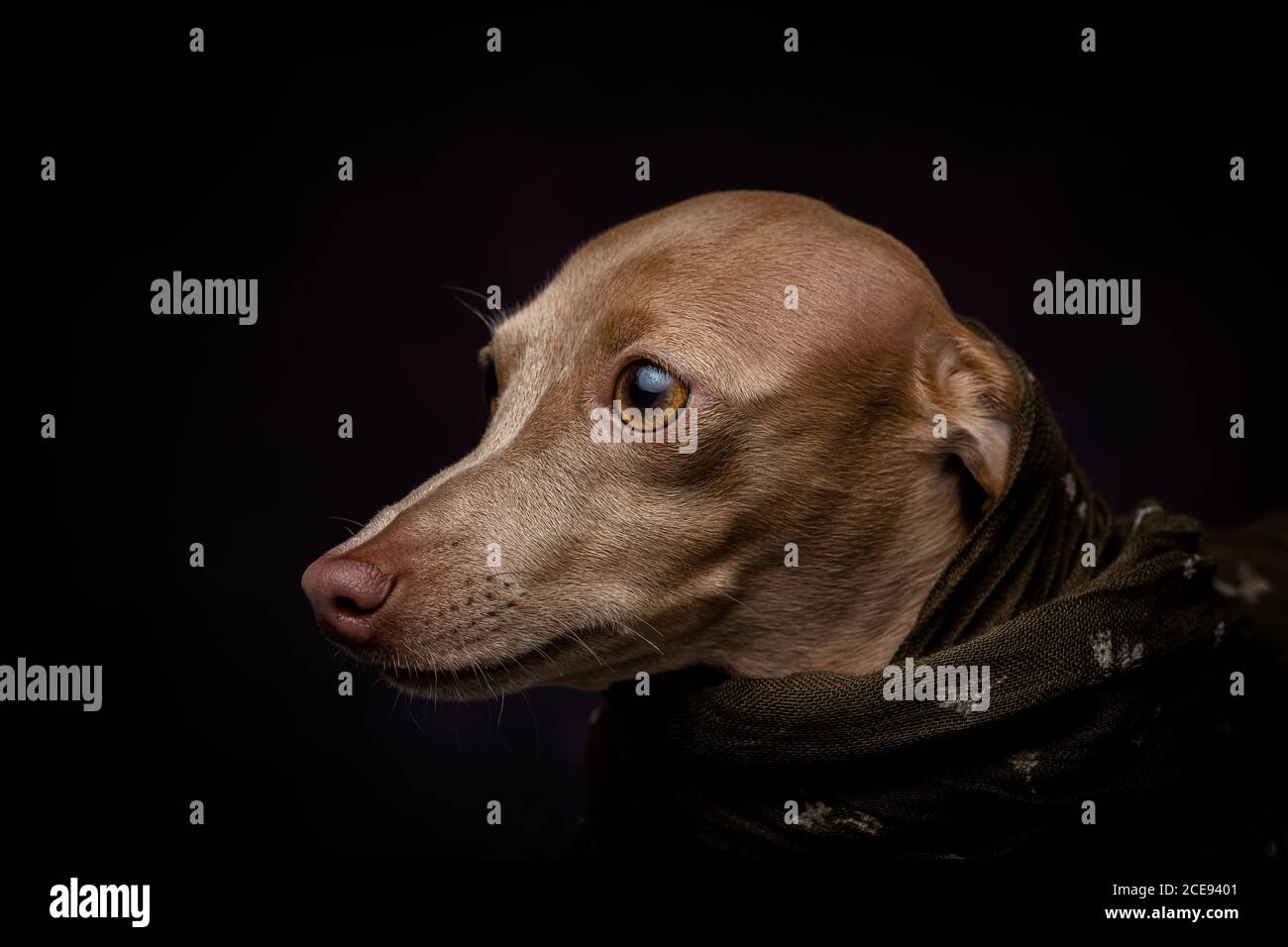Italian Greyhound dog with Arabian Hijab. In studio with dark ...