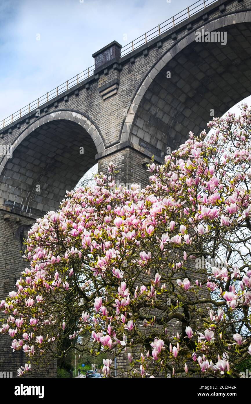 The twisted gnarled branches of a Magnolia soulangeana in full bloom ...