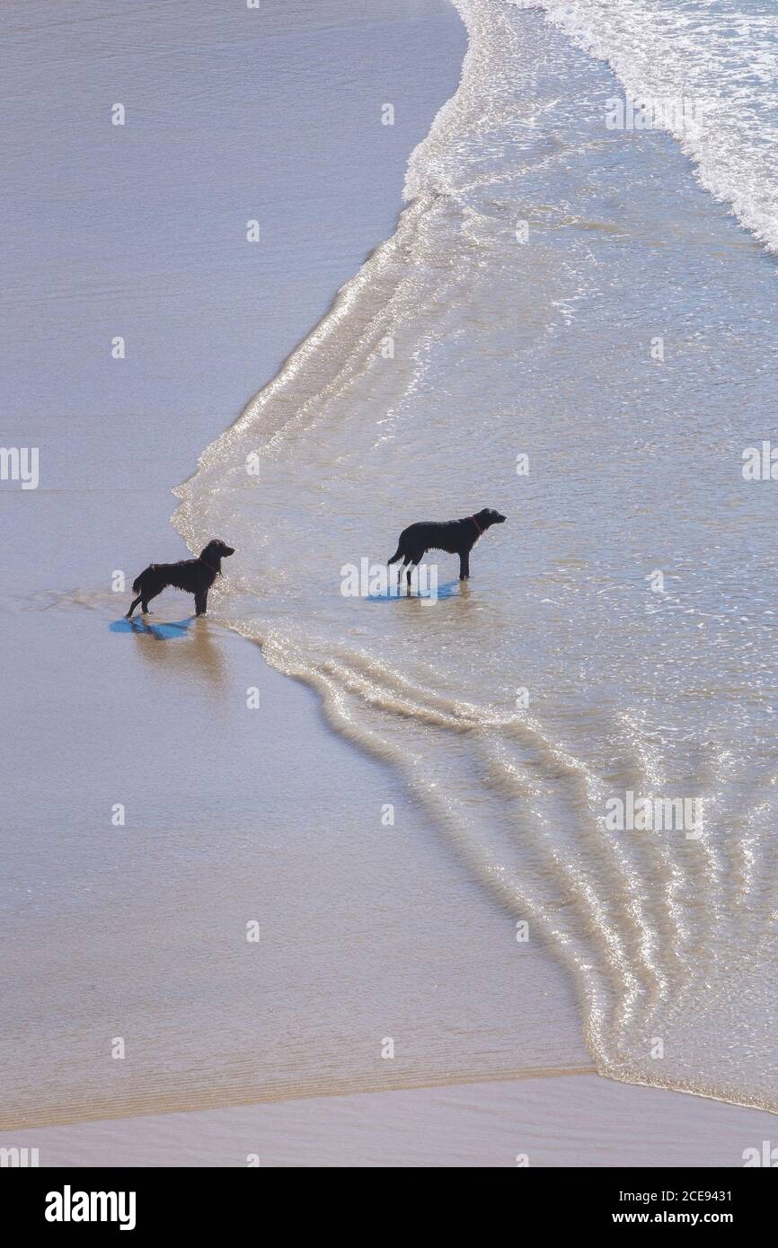 Two dogs standing on the shore looking out to sea as the tide flows in ...