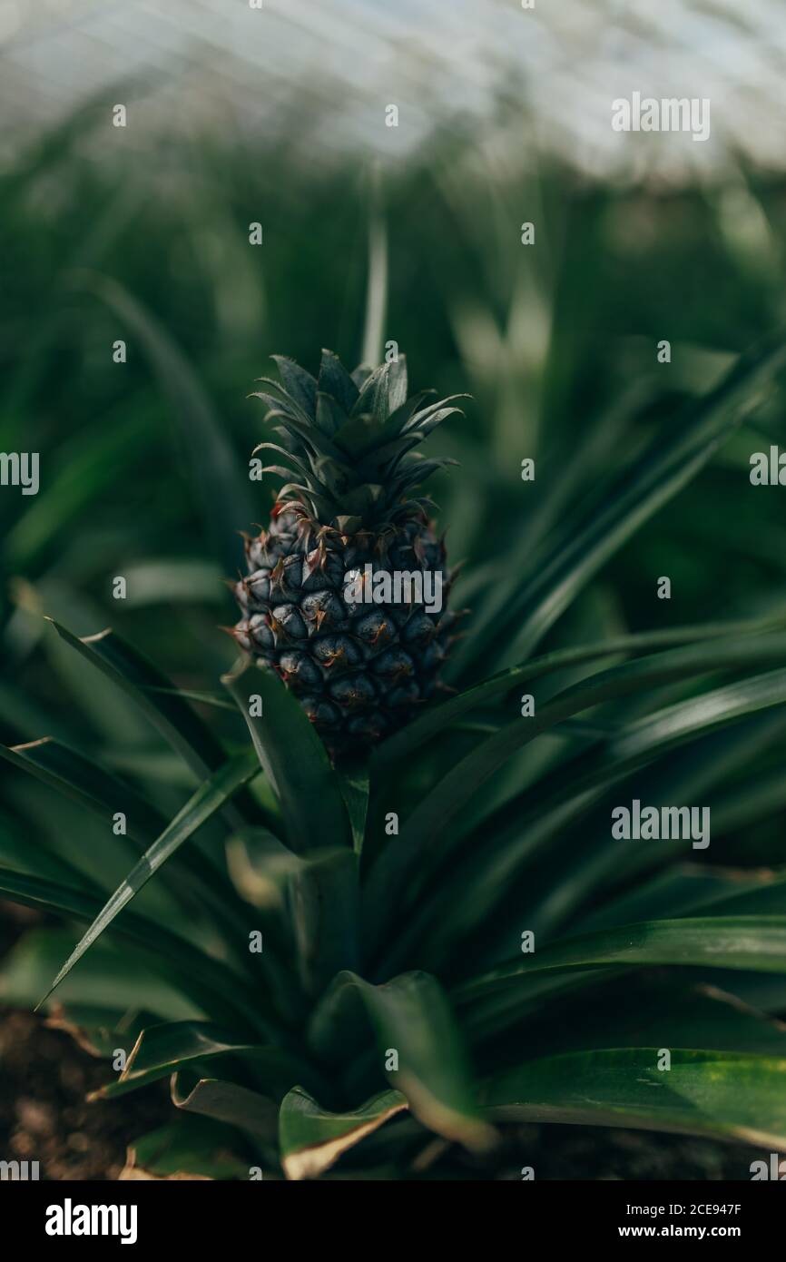 Pineapple bush hi-res stock photography and images - Alamy