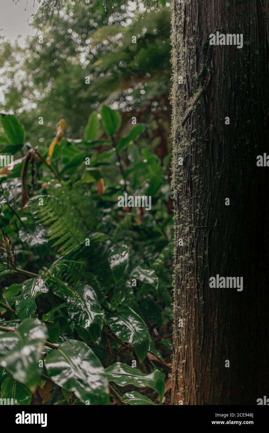 Tree trunk in forest Stock Photo - Alamy