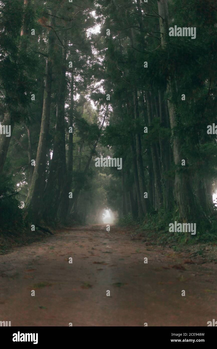 Empty path in dark forest between high green trees Stock Photo - Alamy