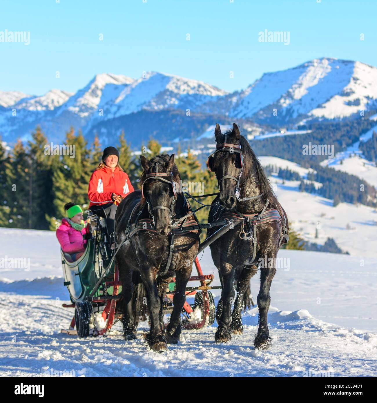 Funny winter afternoon with the girl friends in horse-drawn sleigh ...