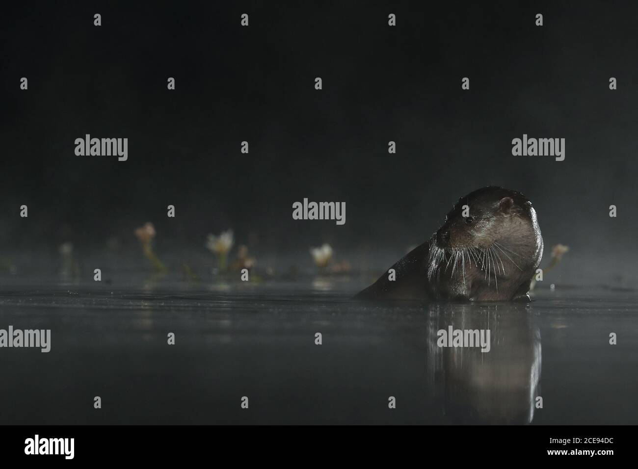 Night otter hi-res stock photography and images - Alamy