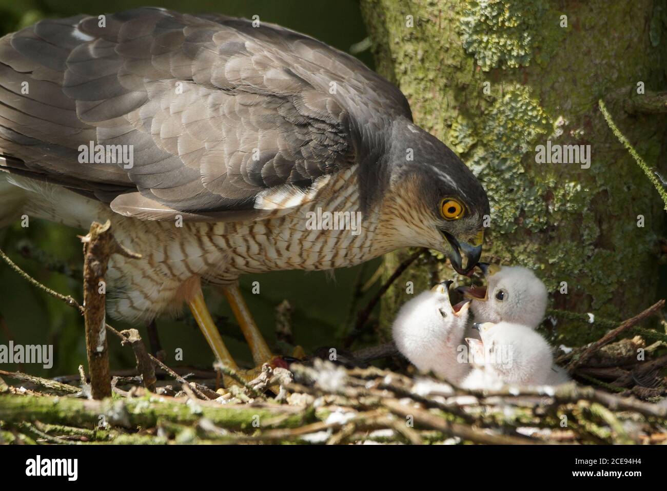Sparrow hawk chicks hi-res stock photography and images - Alamy