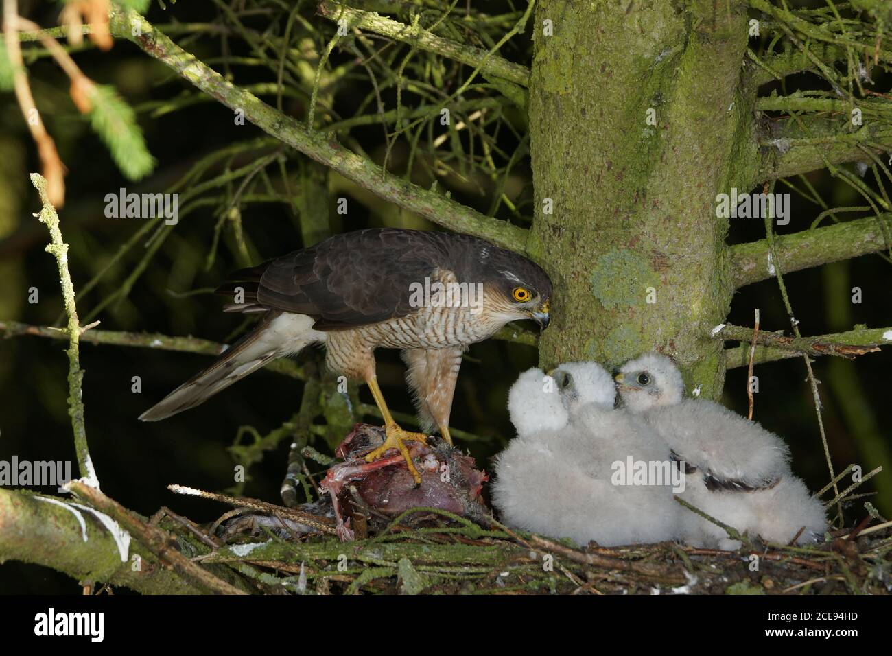 Sparrow hawk chicks hi-res stock photography and images - Alamy