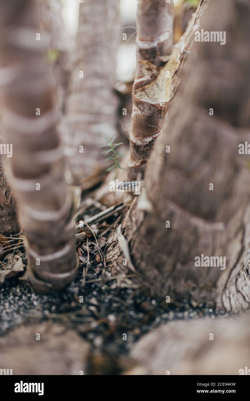 Close-up of small gray lizard looking out of trunk of tropical plant on ...