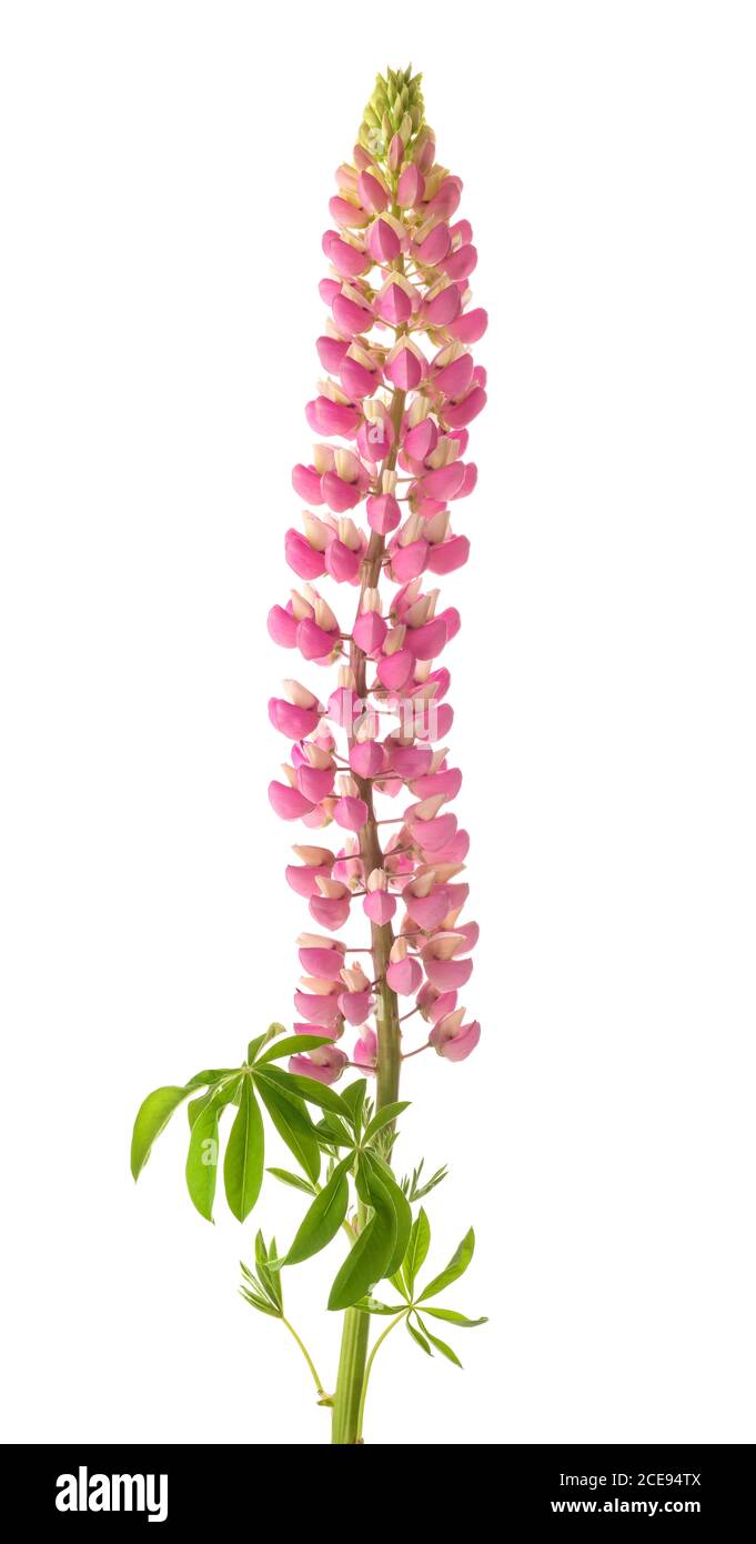 Lupins garden flower hi-res stock photography and images - Alamy