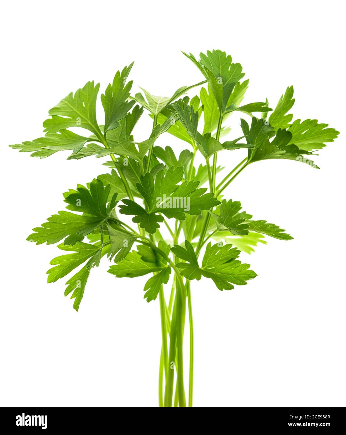 Parsley bunch isolated on white background Stock Photo - Alamy