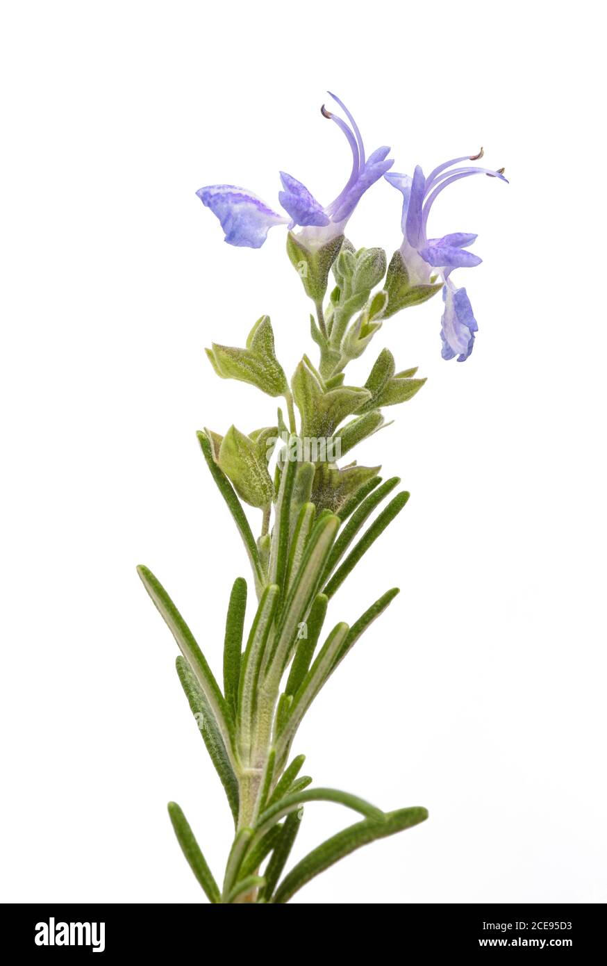 Rosemary sprig in flowers isolated on white background Stock Photo - Alamy