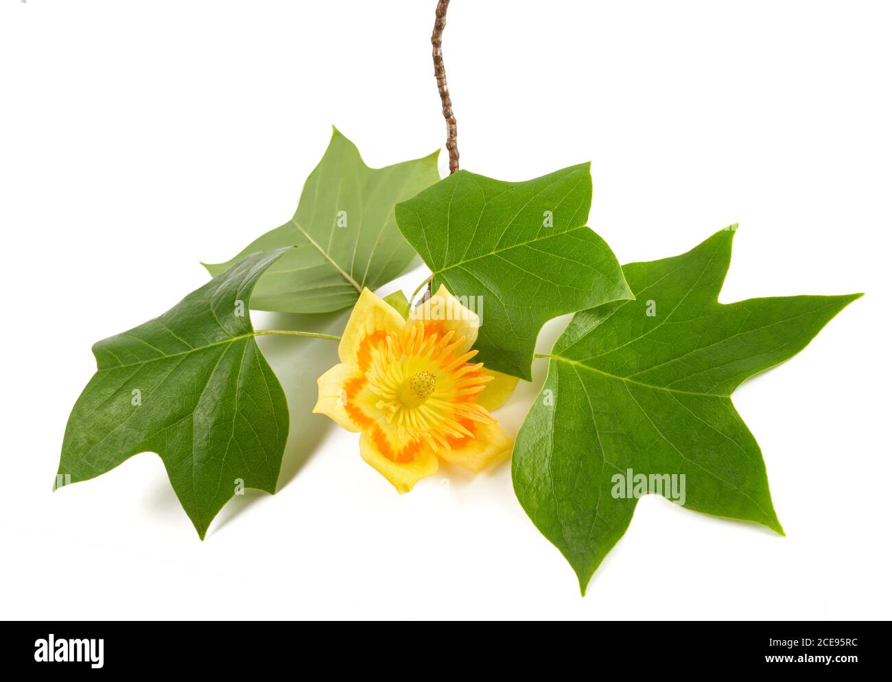 Tulip poplar tree hi-res stock photography and images - Alamy