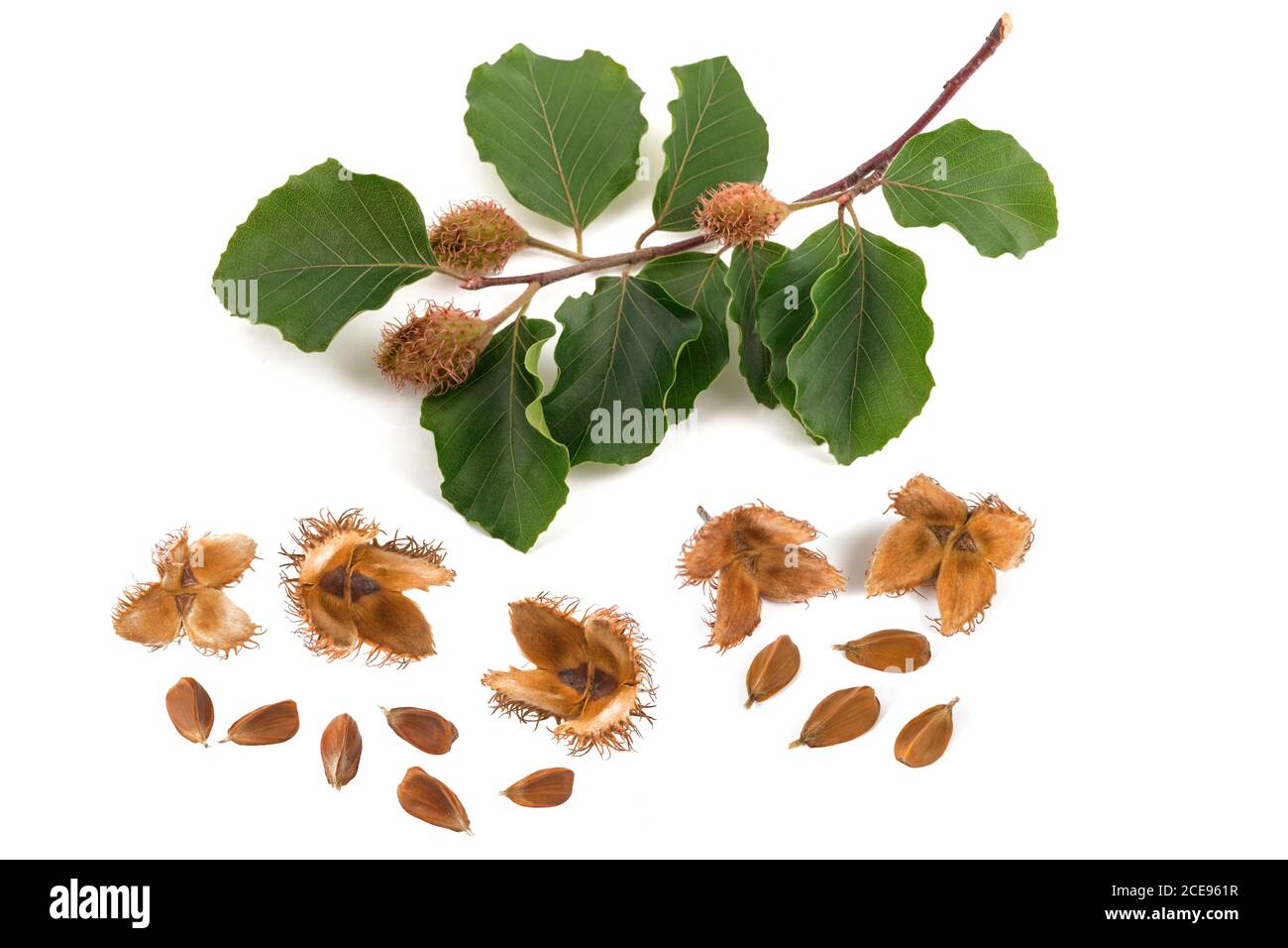 Beech branch with beechnuts isolated on white background Stock Photo ...