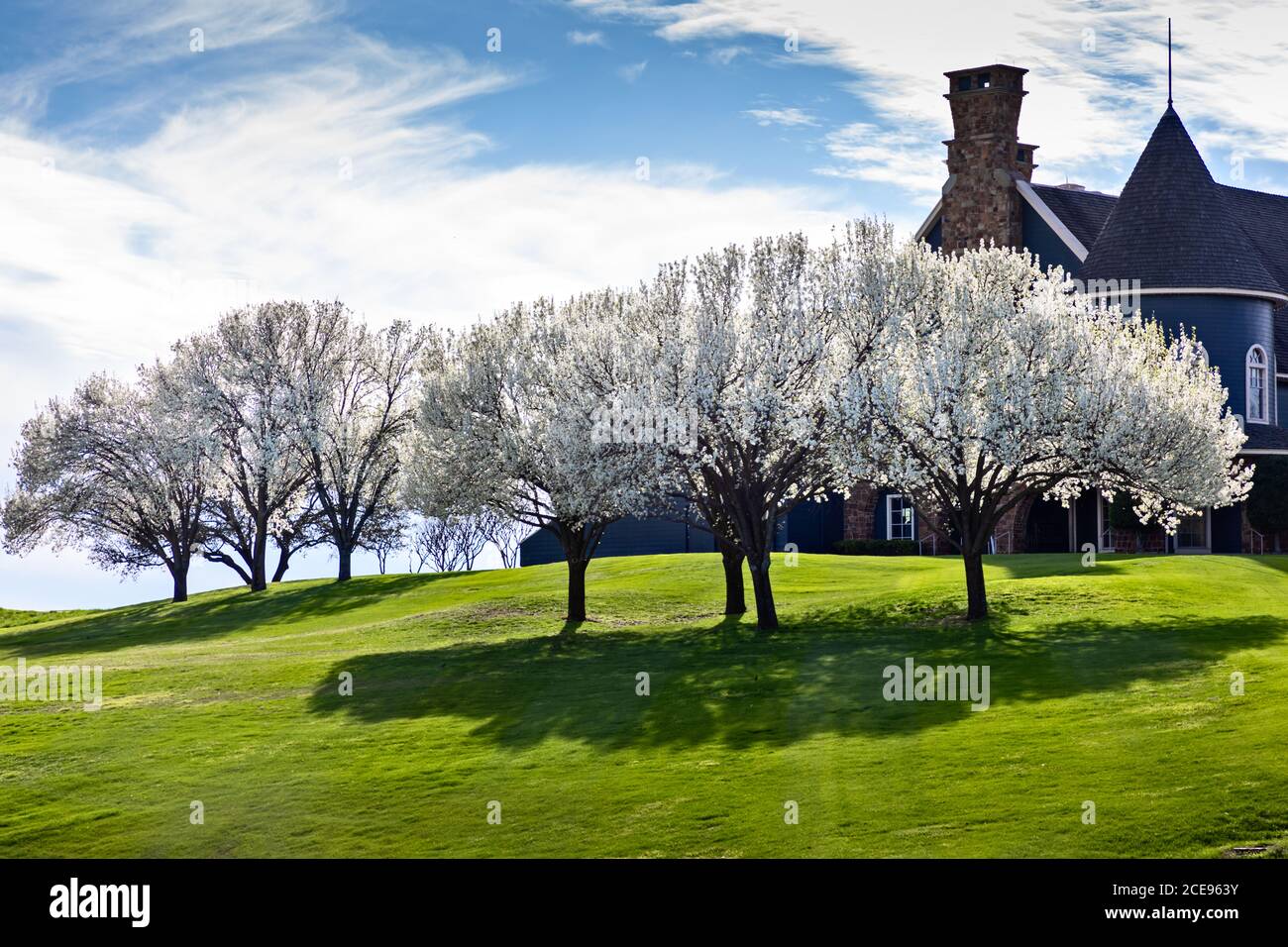 Beautiful flowering Bradford pear trees in springtime in Texas Stock ...